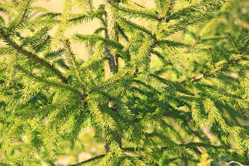 Green Branches of a Young Fur-tree Stock Image - Image of evergreen ...