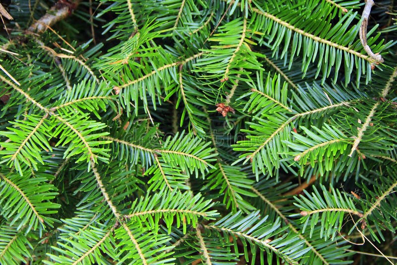 Green Young Fur-trees on the Hill Stock Image - Image of decoration ...