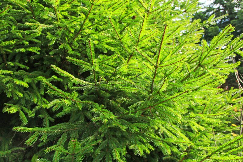 Green young fur-tree stock photo. Image of evergreen - 107592628