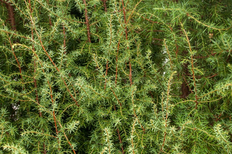 Green Young Juniper Branches Stock Photo - Image of evergreen, fresh ...