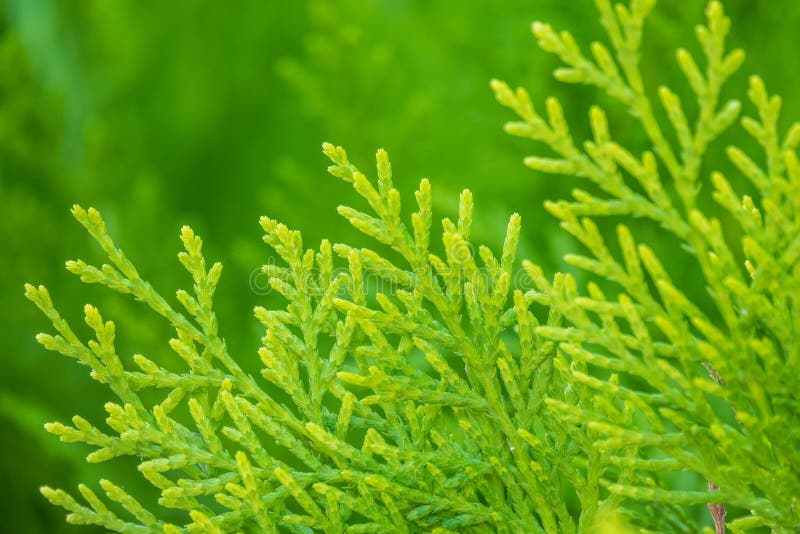 Green Branches and Young Leaves of a Thuja Tree Stock Image - Image of ...
