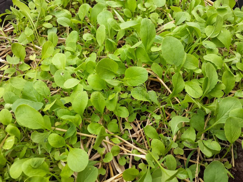 Green Brassica Rapa Plants in Nature Garden Stock Image - Image of leaf ...