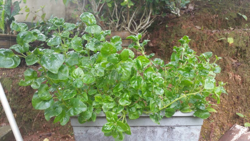 Green Brazil Spinach on Plant Vase Stock Image - Image of green ...