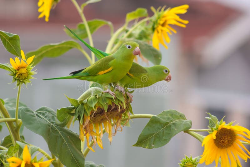 Green Brazilian Parakeet Eating Seeds Stock Image - Image of ...
