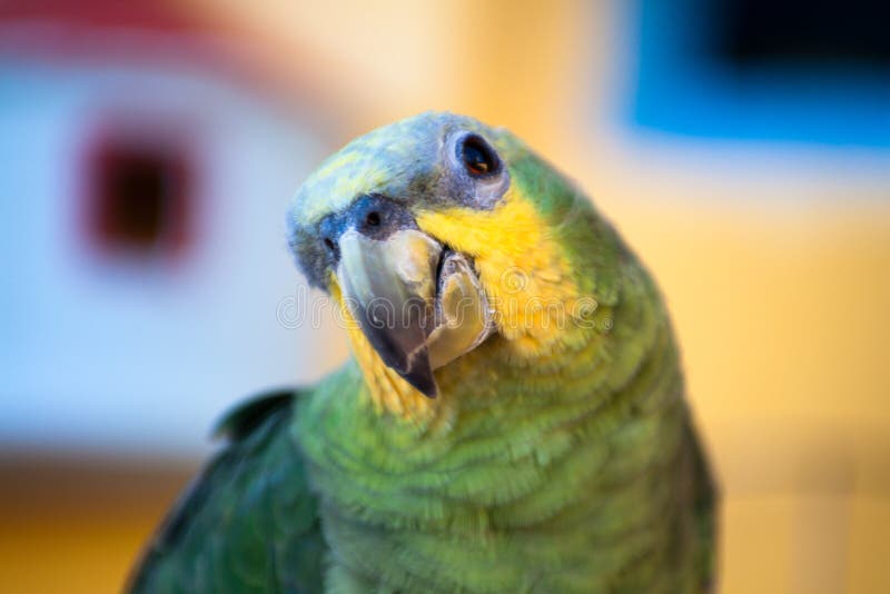Green Brazilian parrot stock photo. Image of tropical - 64441748