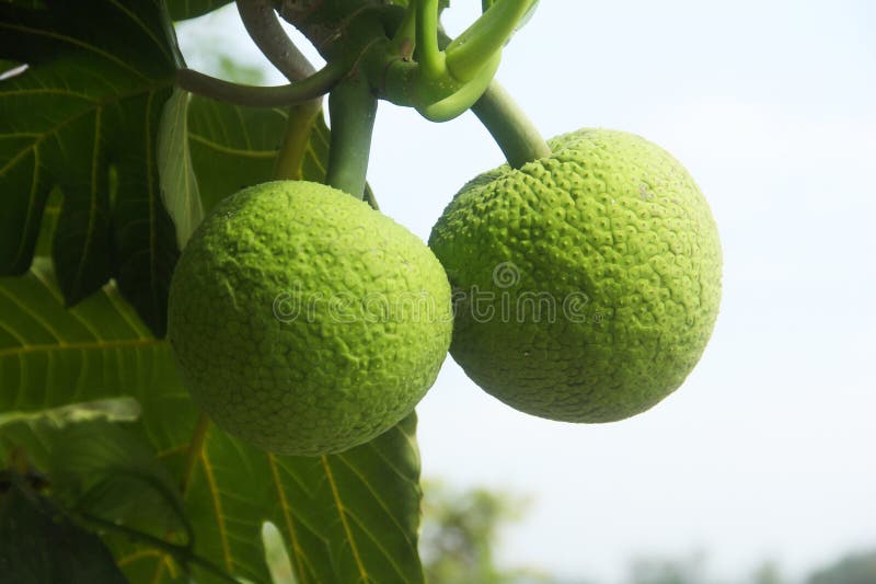 Green Breadfruit Still on the Tree Stock Image - Image of growth ...