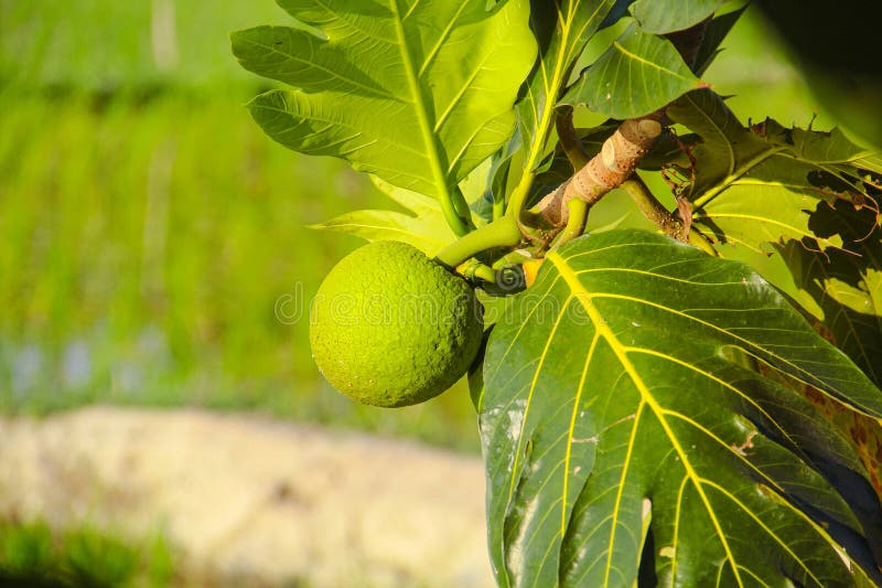 Green Breadfruit Still on the Tree Stock Photo - Image of horizontal ...
