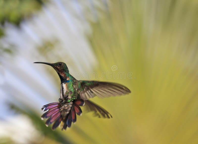 Male Green-Breasted Mango Hummingbird Stock Photo - Image of rica ...
