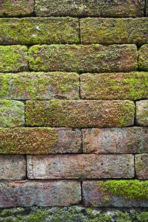 Green Brick Texture. Brick with Grass Stock Photo - Image of covered ...