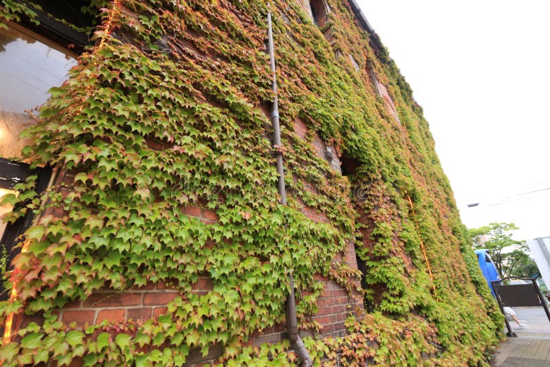 Green Brick Wall stock photo. Image of green, building - 91173700