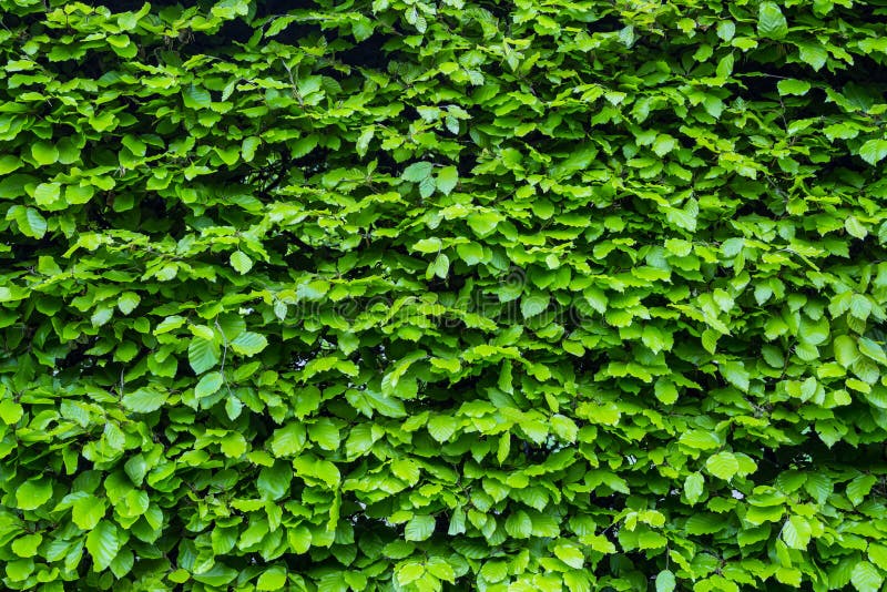 Green Bright Bush Shrub Leaves Texture. Front View of the Bush Stock ...