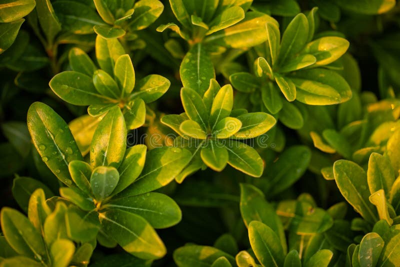Green Bright Bush. Small Leaves Stock Photo - Image of clean, mood ...