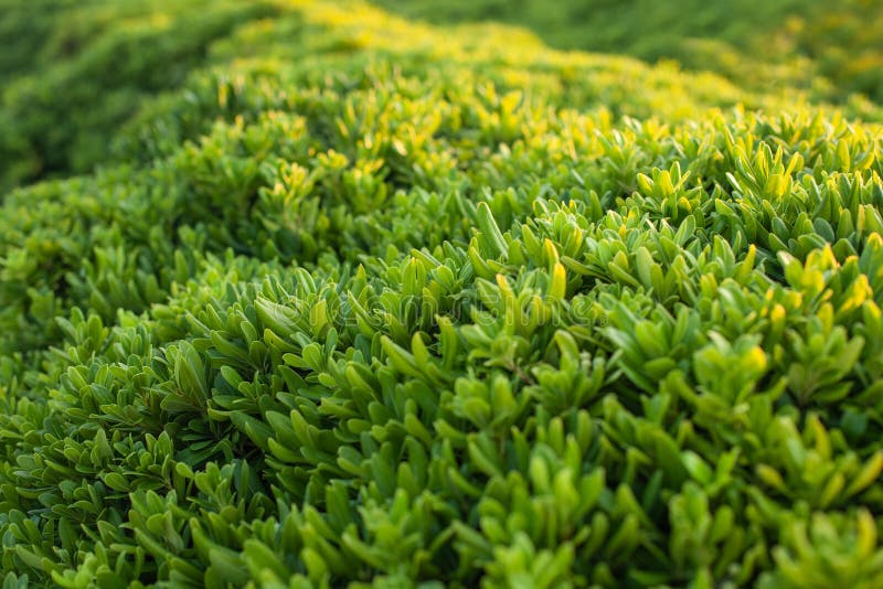 Green Bright Bush. Small Leaves Stock Photo - Image of plant, summer ...