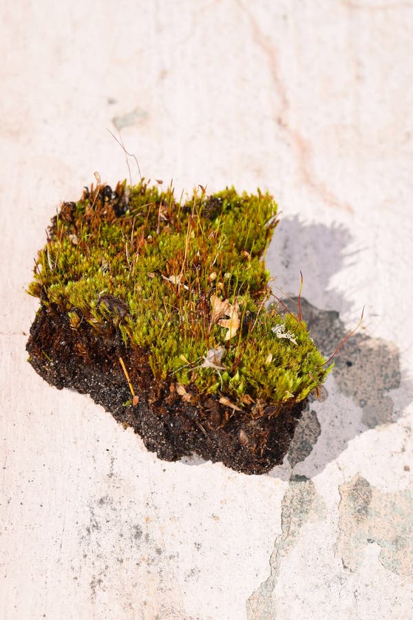 Green Bright Fresh Moss Grows on a Piece of Brown Earth, Stock Photo ...