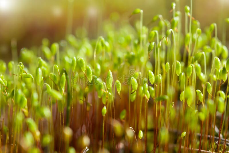 Green Bright Fresh Moss Grows on a Piece of Brown Earth, Stock Photo ...