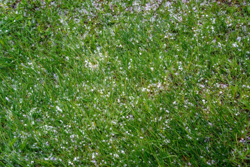 Green Bright Grass, Strewn with Random Spring Hail Stock Image - Image ...