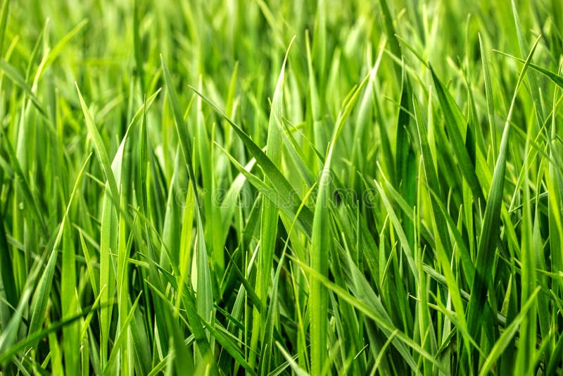 Green bright grass stock photo. Image of green, outdoor - 69795622
