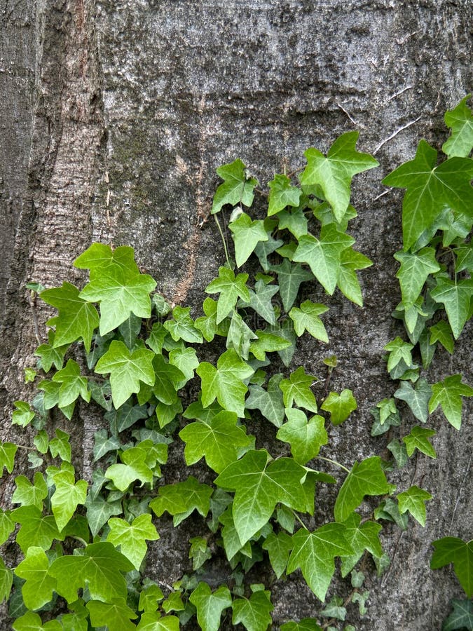 Green Bright Hedera on a Tree. Parco Sigurtà, Valeggio Sul Mincio ...