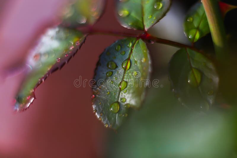 Green Bright Juicy Rose Leaves Covered with Tiny Raindrops after the ...