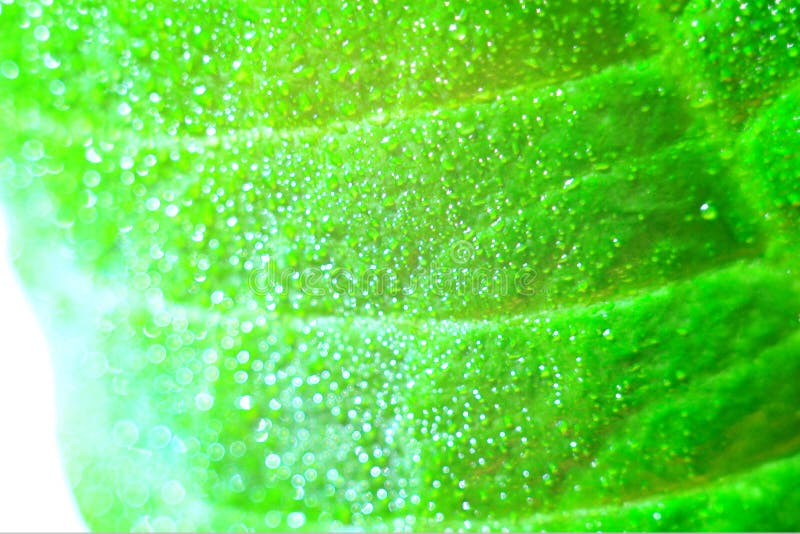 Green Drop Bright Leaf Light Wallpaper Stock Photo - Image of biology ...