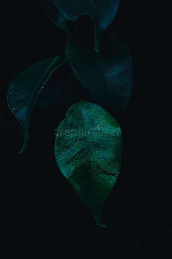 Green Bright Leaf Portrait Focused in the Dark Stock Image - Image of ...