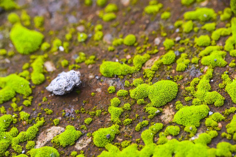 Green Bright Moss Close-up Abstract Pattern in the Forest on Ground ...