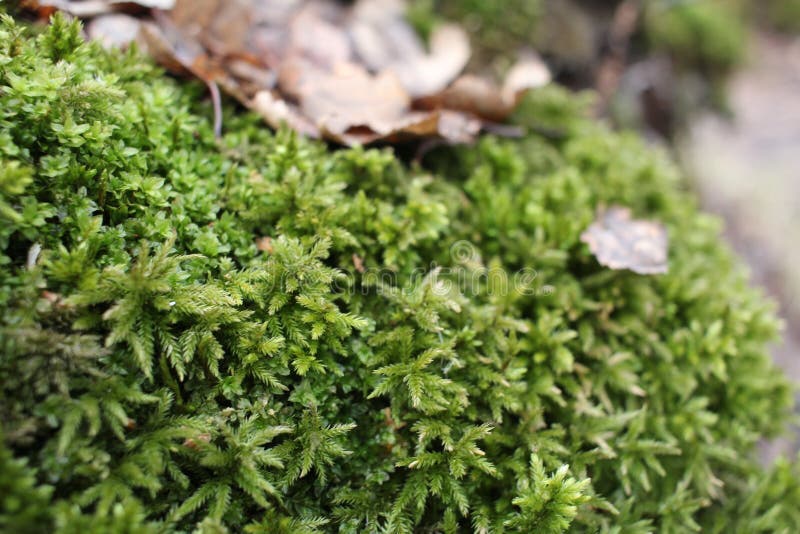 Green Bright Moss in the Forest Grows on a Tree Fresh Grass in Spring ...