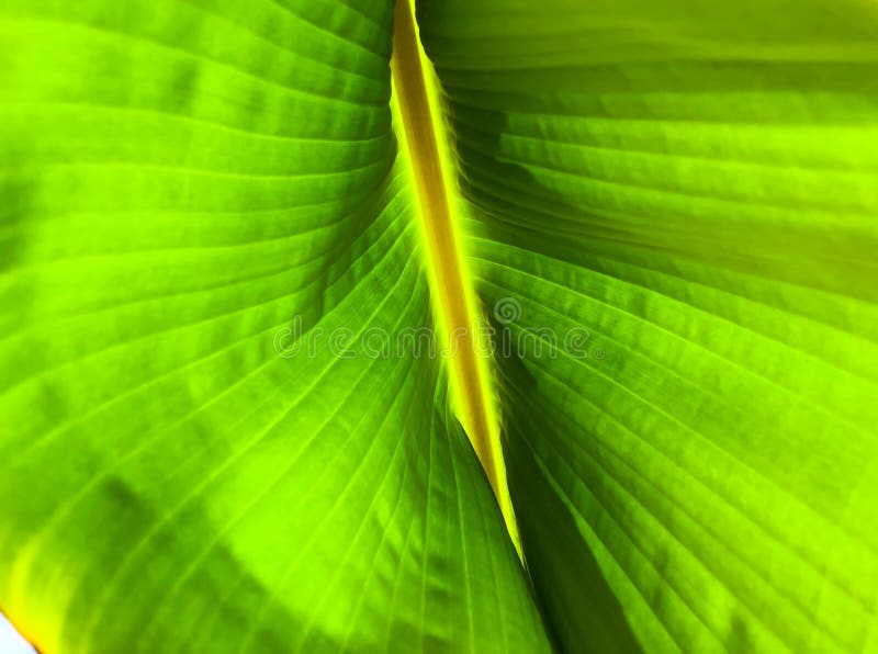 Striped Palm Tree Leaf in Sunlight, Close Up, Background. Stock Photo ...