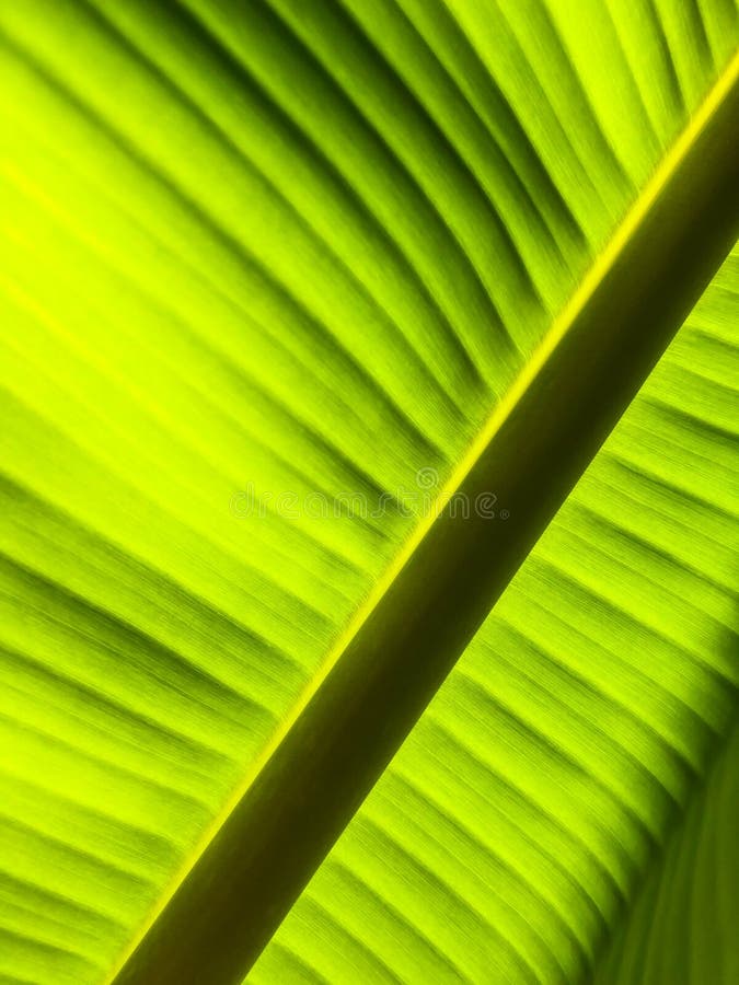 Striped Palm Tree Leaf in Sunlight, Close Up, Background. Stock Photo ...