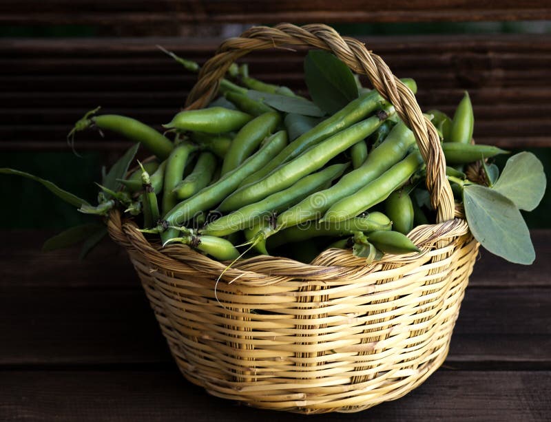Green Broad Beans in a Basket Stock Photo - Image of beans, nature ...