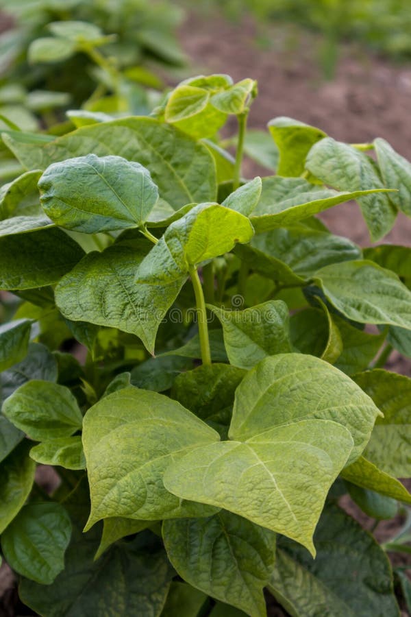Green Broad Beans Plant in the Garden Stock Photo - Image of flower ...
