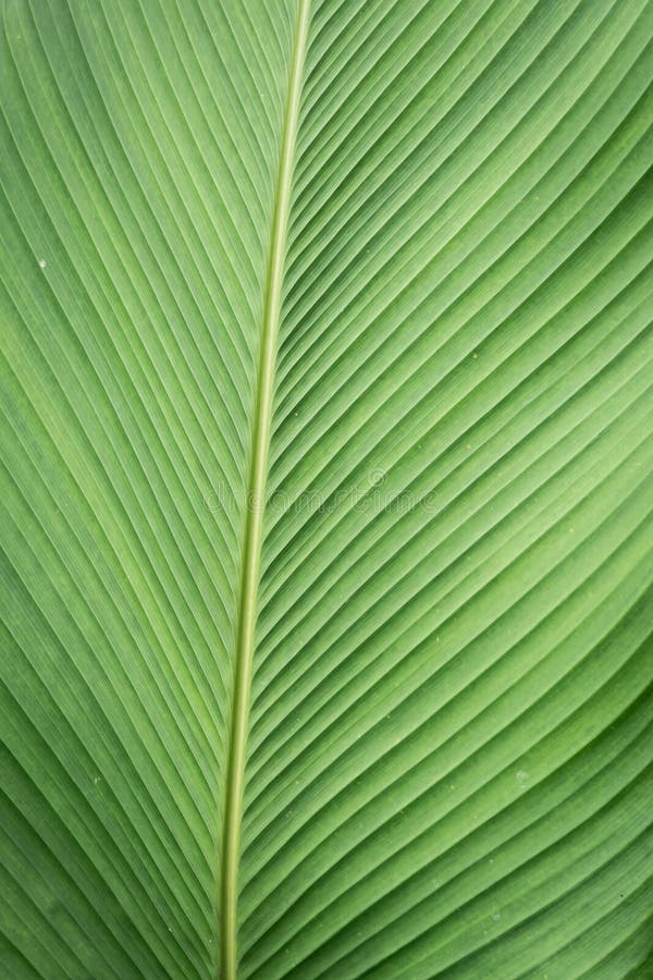 Green Broad Leaf with Curve Line Pattern Stock Photo - Image of line ...