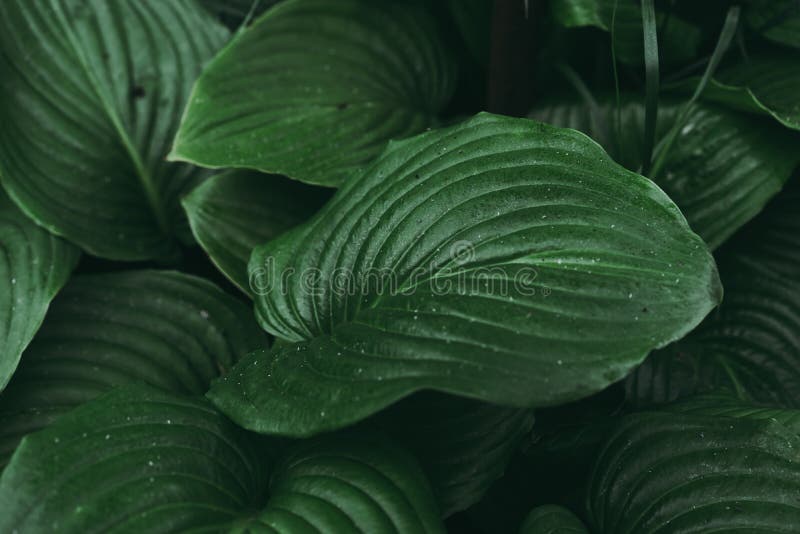 Green Broad Leaves of a Growing Plant Stock Photo - Image of ornamental ...