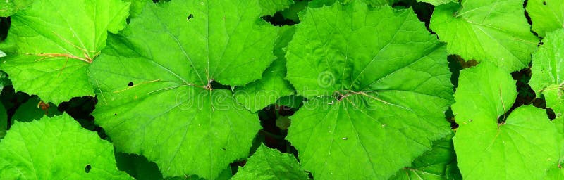 Green broad leaves stock image. Image of leaves, summer - 76958723