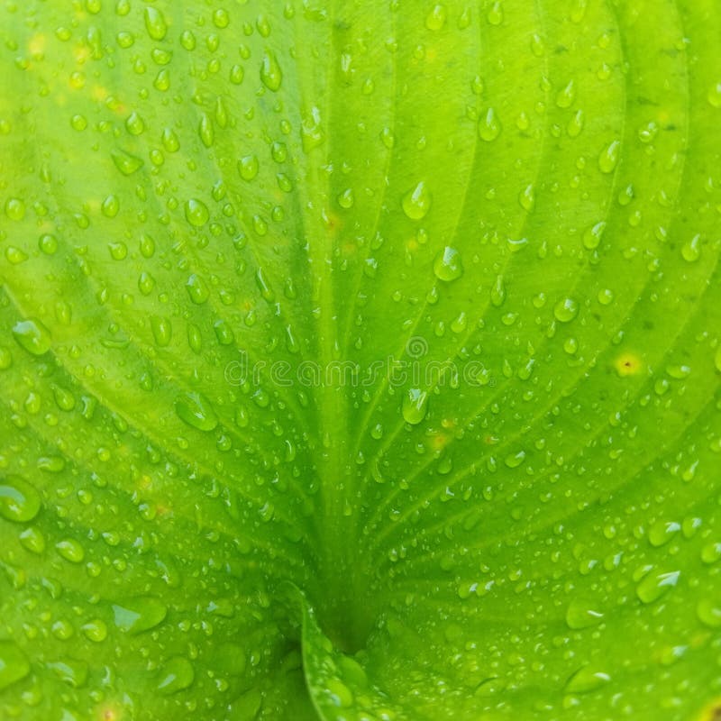 Green Broad Leaves with Raindrops Stock Image - Image of produce ...
