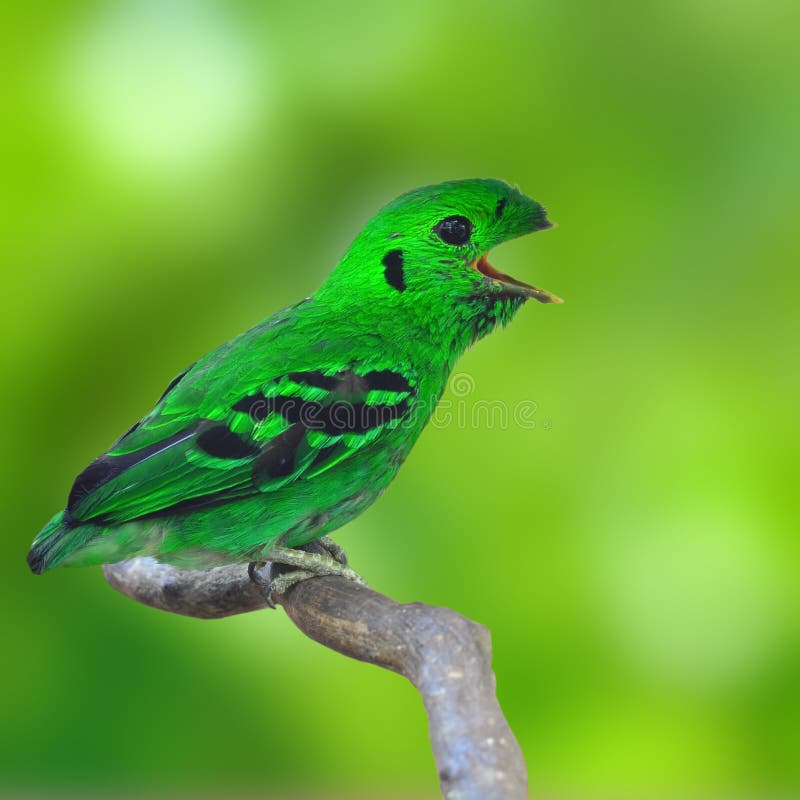 Green Broadbill Bird stock image. Image of wildlife, bird - 40879811