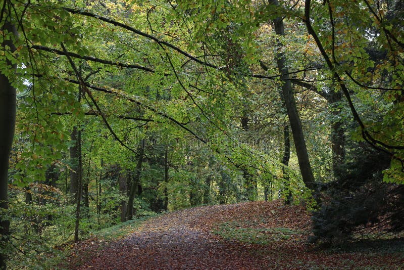 Green Broadleaf Forest with Foliage Covered Ground. Stock Image - Image ...