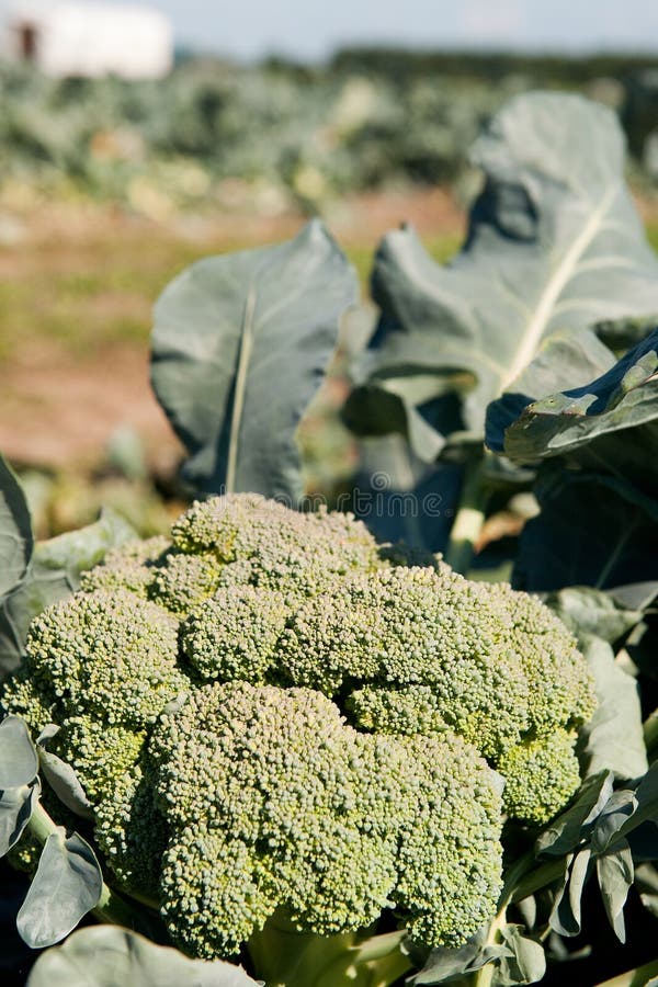 Green Broccoli stock photo. Image of vegetables, growth - 15502844