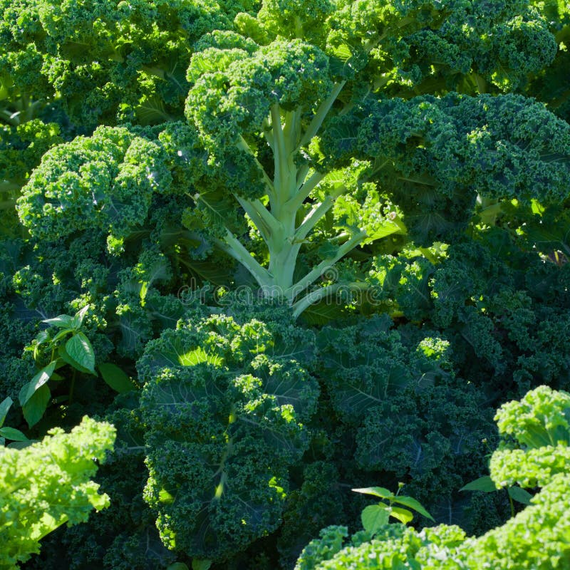 Green broccoli stock photo. Image of mature, light, broccoli - 21227548