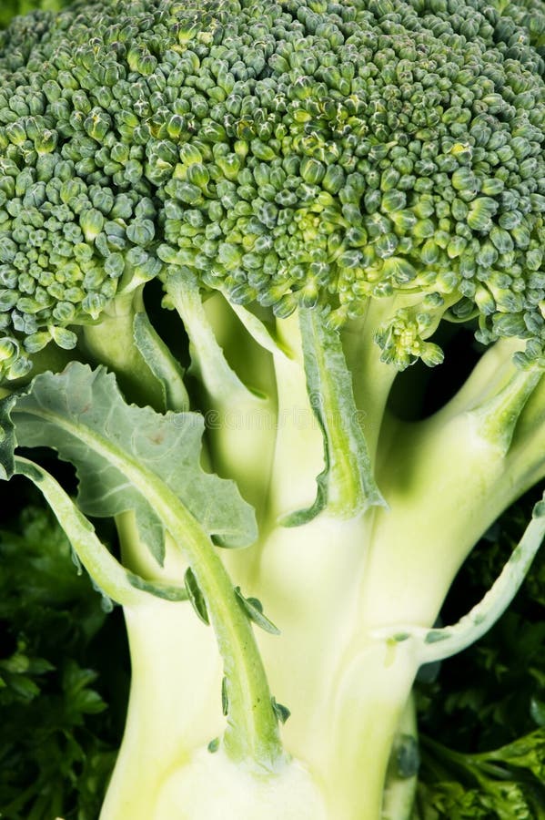 Green broccoli stock image. Image of organic, diet, green - 7133333