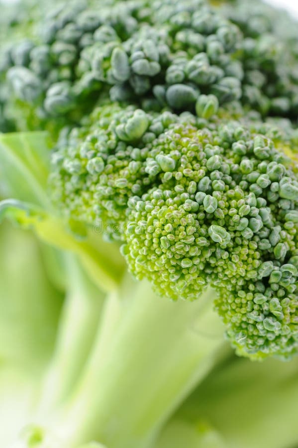 Green Broccoli Close-Up stock image. Image of diet, broccoli - 32599517