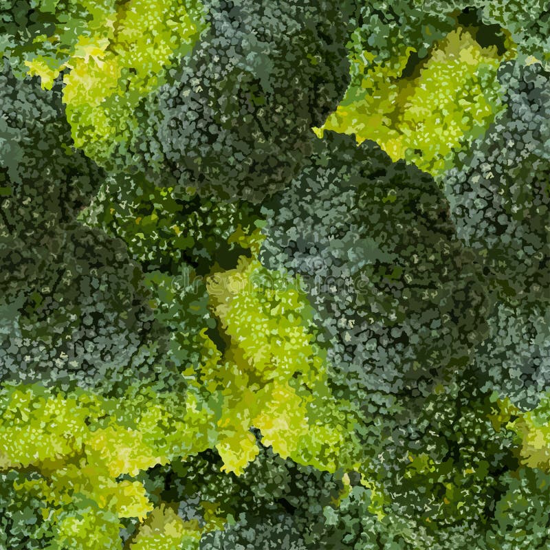 Green Broccoli Isolated on White Top View Vector Illustration Stock ...
