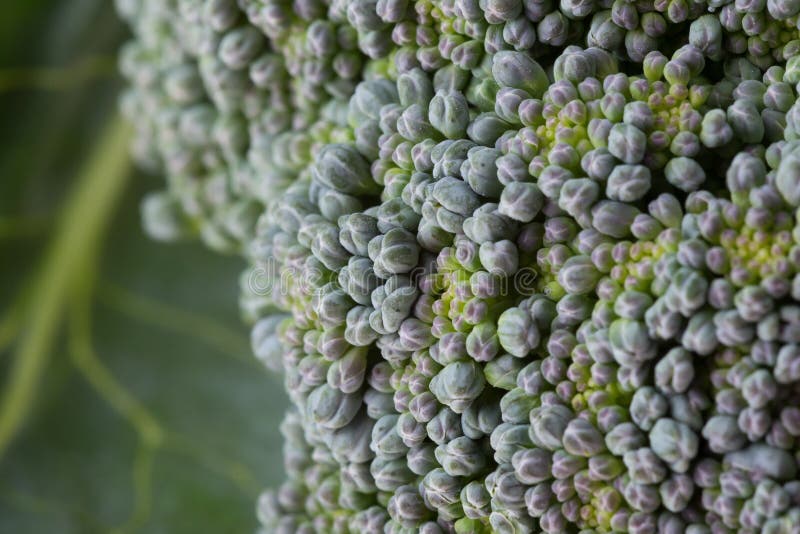Green Broccoli Organic Vegetable Stock Photo - Image of antioxidant ...