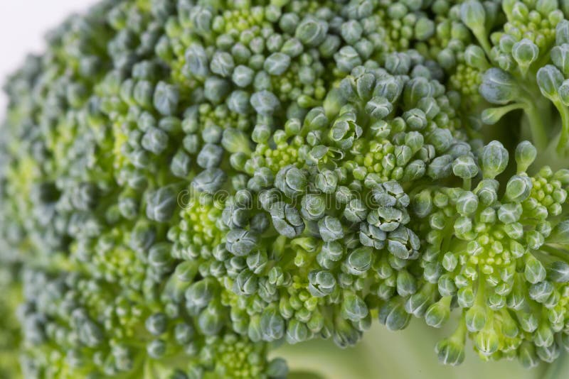 Green Broccoli Organic Vegetable Stock Photo - Image of nutrition ...