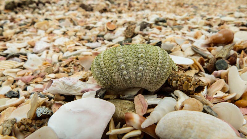 Green Broken Shell Shells on Beach Stock Image - Image of pink, sunny ...