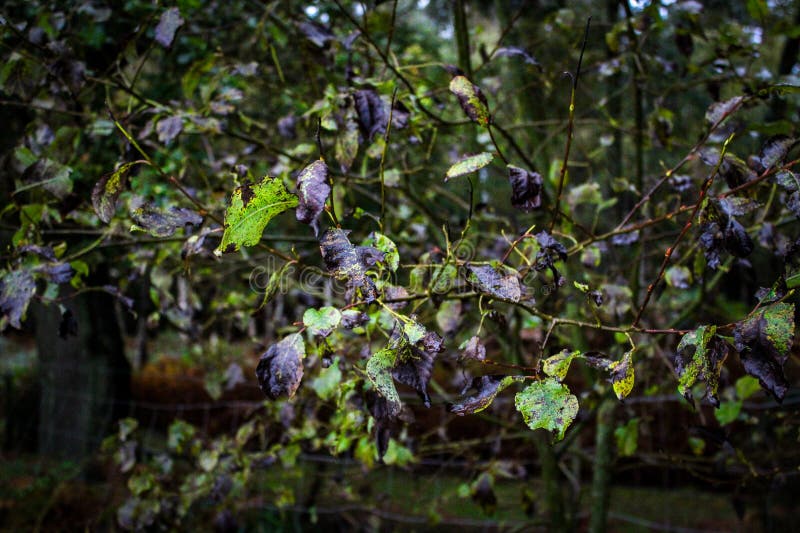 Green and Brown Autumn Leaves on the Tree. Autumn Forest Background ...
