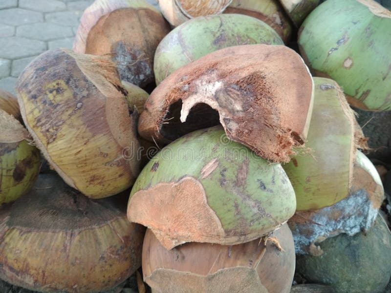 Green Brown Coconut Shells stock image. Image of dish - 245180823