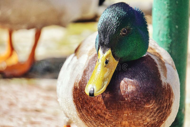 Green and Brown Duck - Front View Stock Image - Image of face, front ...