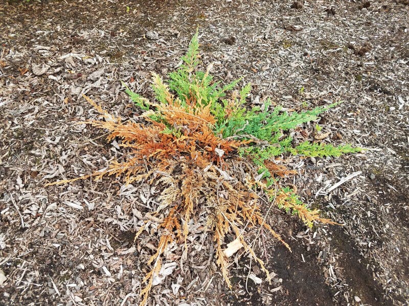 Green and Brown Dying Plant and Mulch Stock Photo - Image of diseased ...