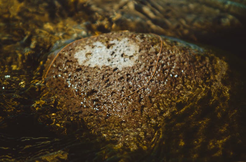 Single Rock Covered in Moss in the River Bed Stock Image - Image of ...
